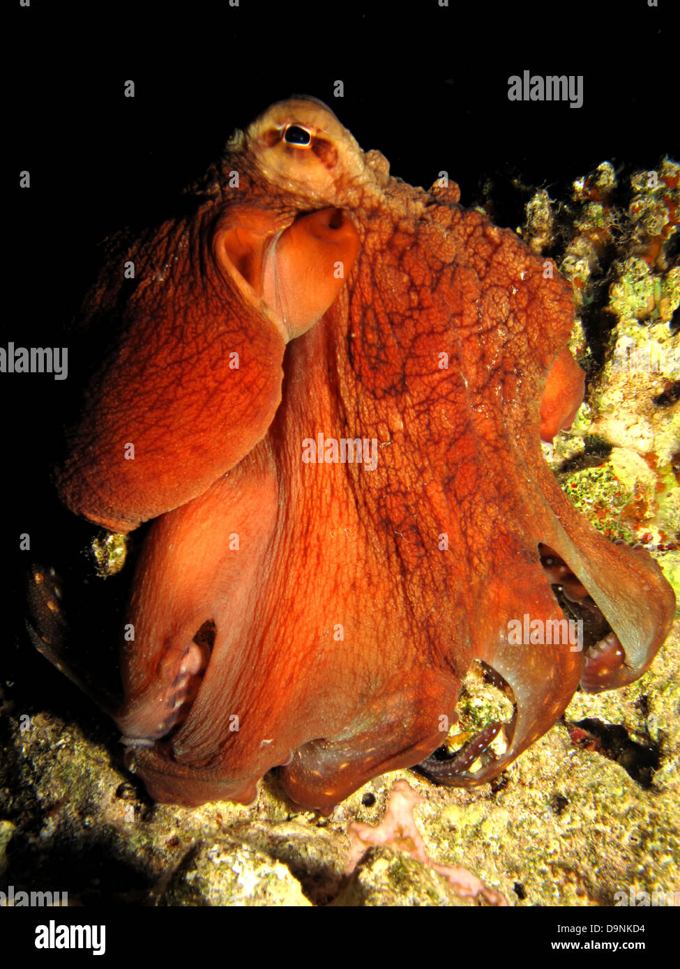 Giant Red Octopus High Resolution Stock Photography and Images - Alamy