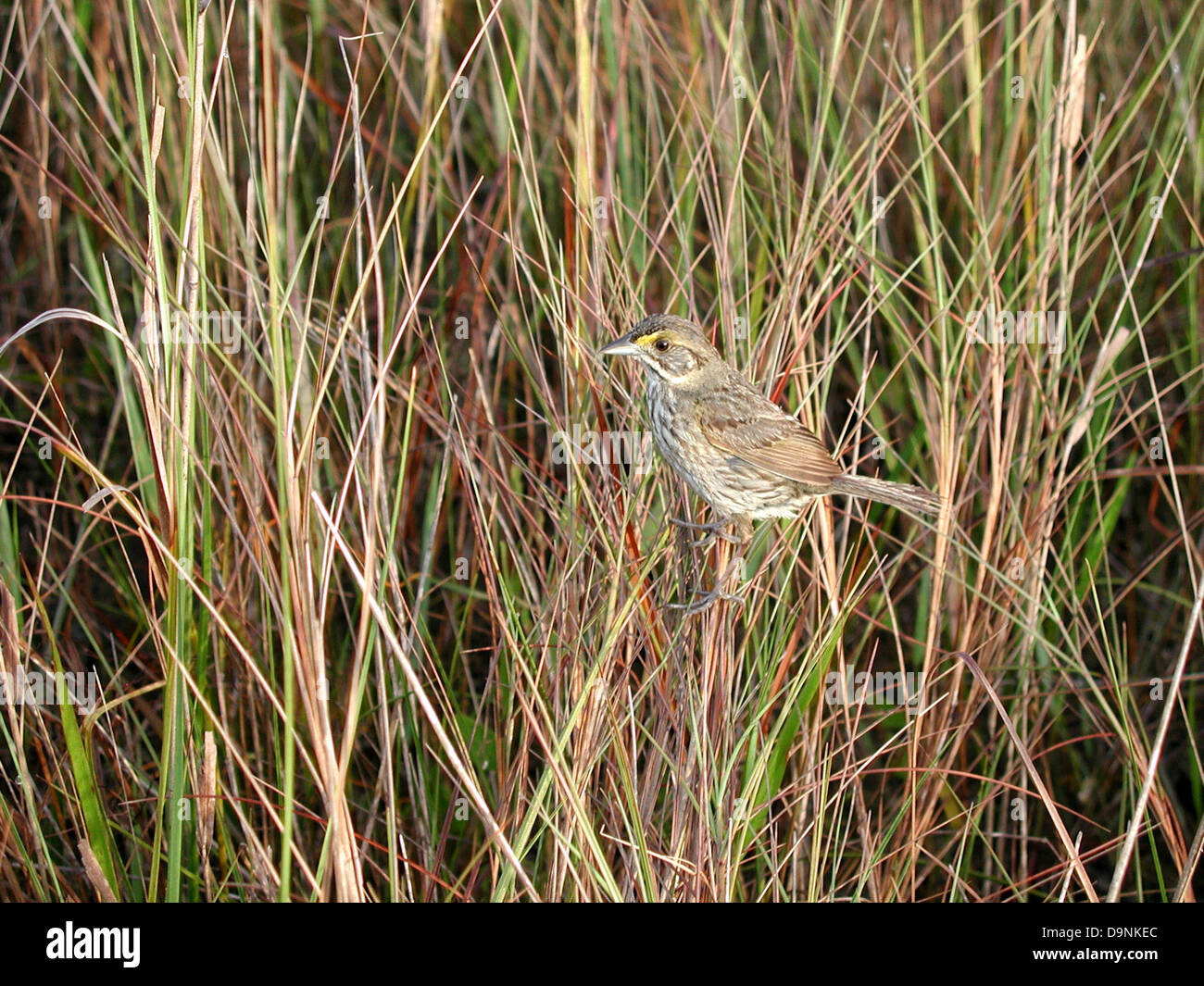 The close-up image of the unique flora and fauna in Everglades National ...