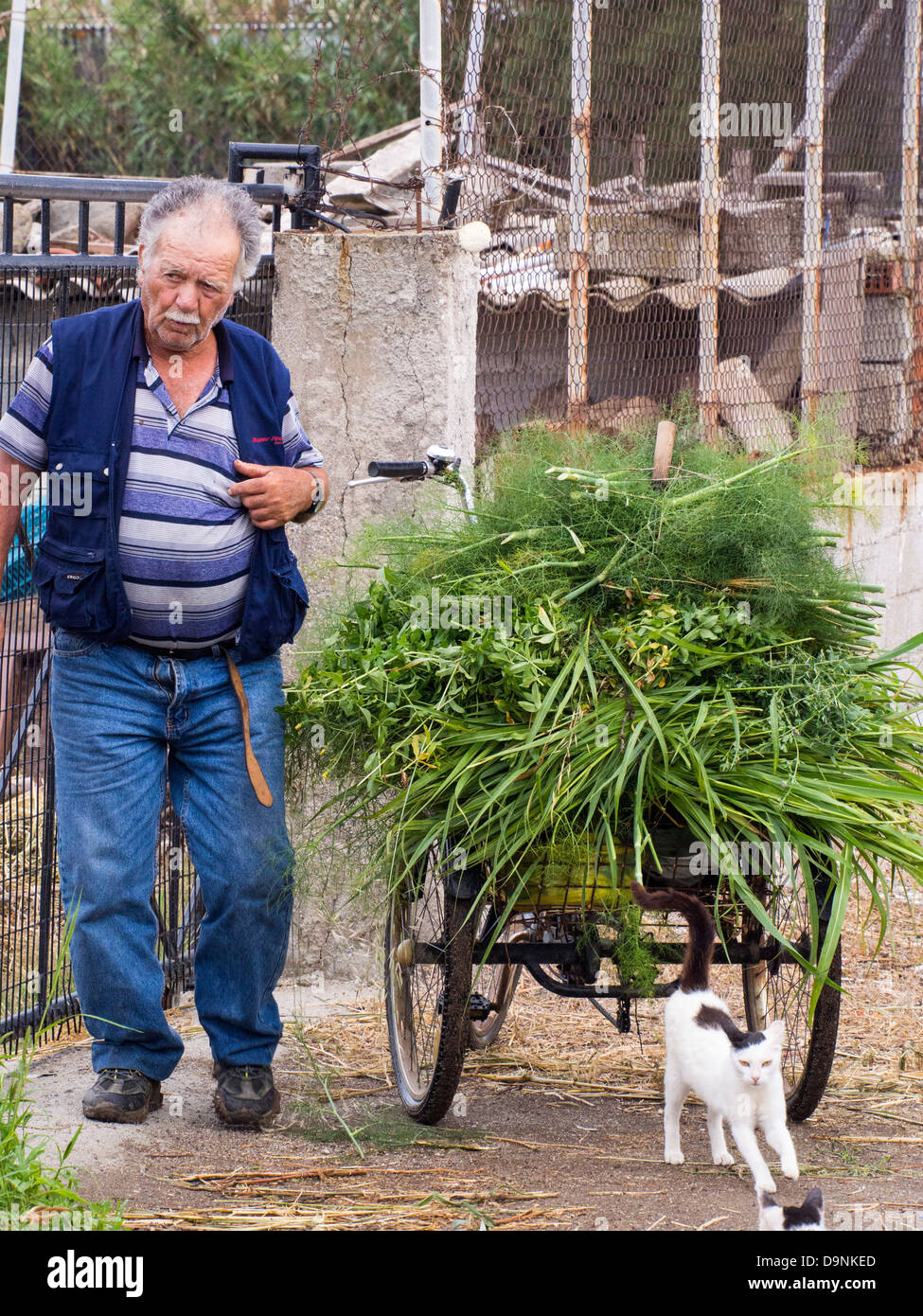 Old man and goats hi-res stock photography and images - Alamy