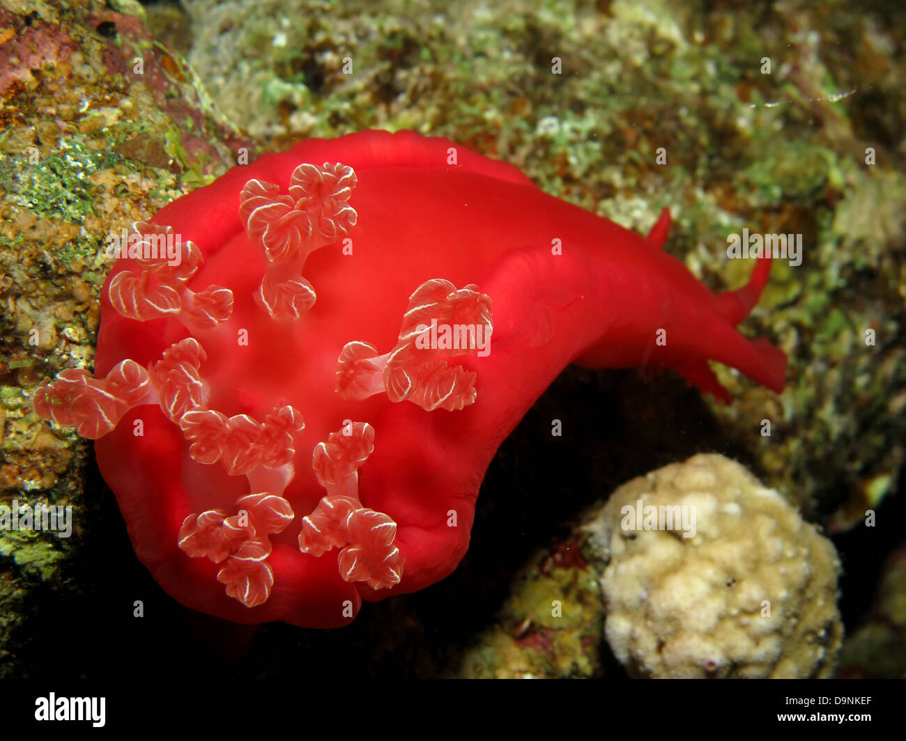 Spanish dancer (hexabranchus sangeuineus). Taken at Shark's Bay in Red ...