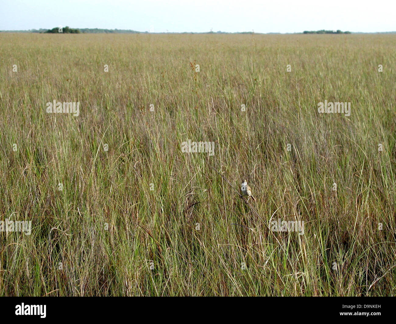 Everglades National Park, located in Florida, is a unique wetland ...