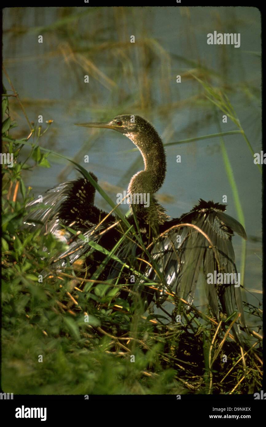 Everglades National Park, located in Florida, is the largest ...