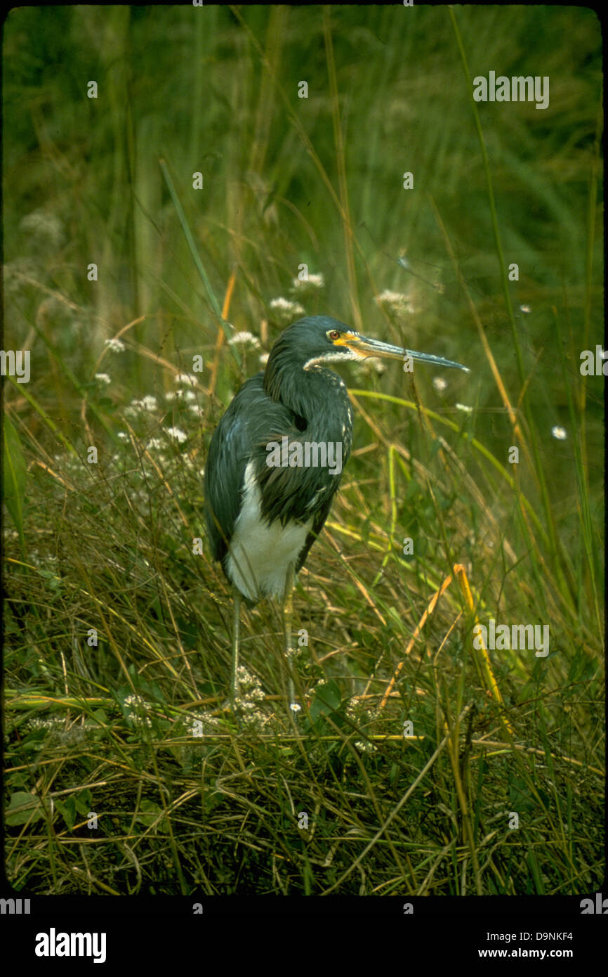 Everglades National Park in Florida is a vast wetland ecosystem known ...