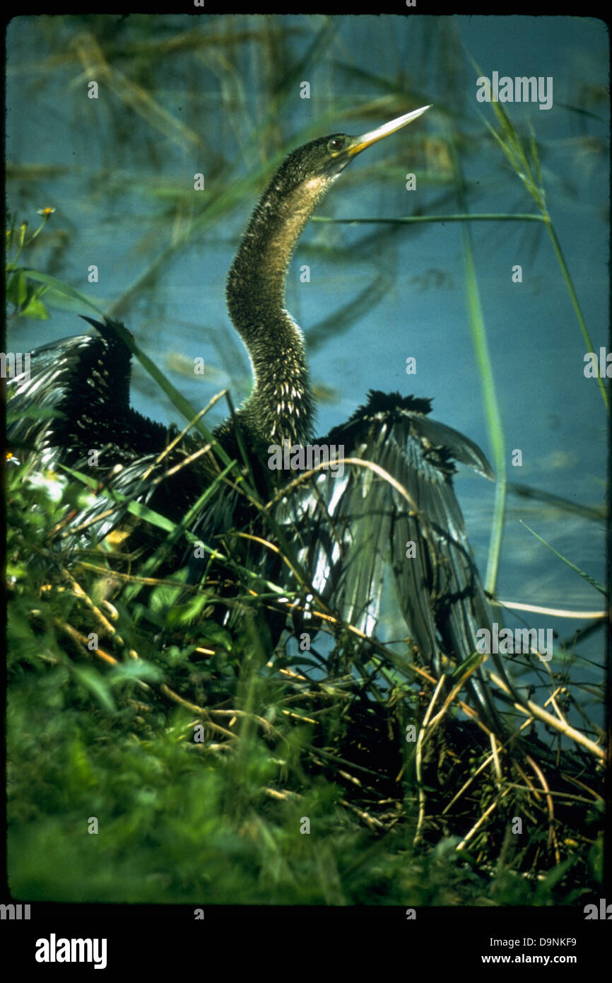 Everglades National Park in Florida is known for its unique wetlands ...