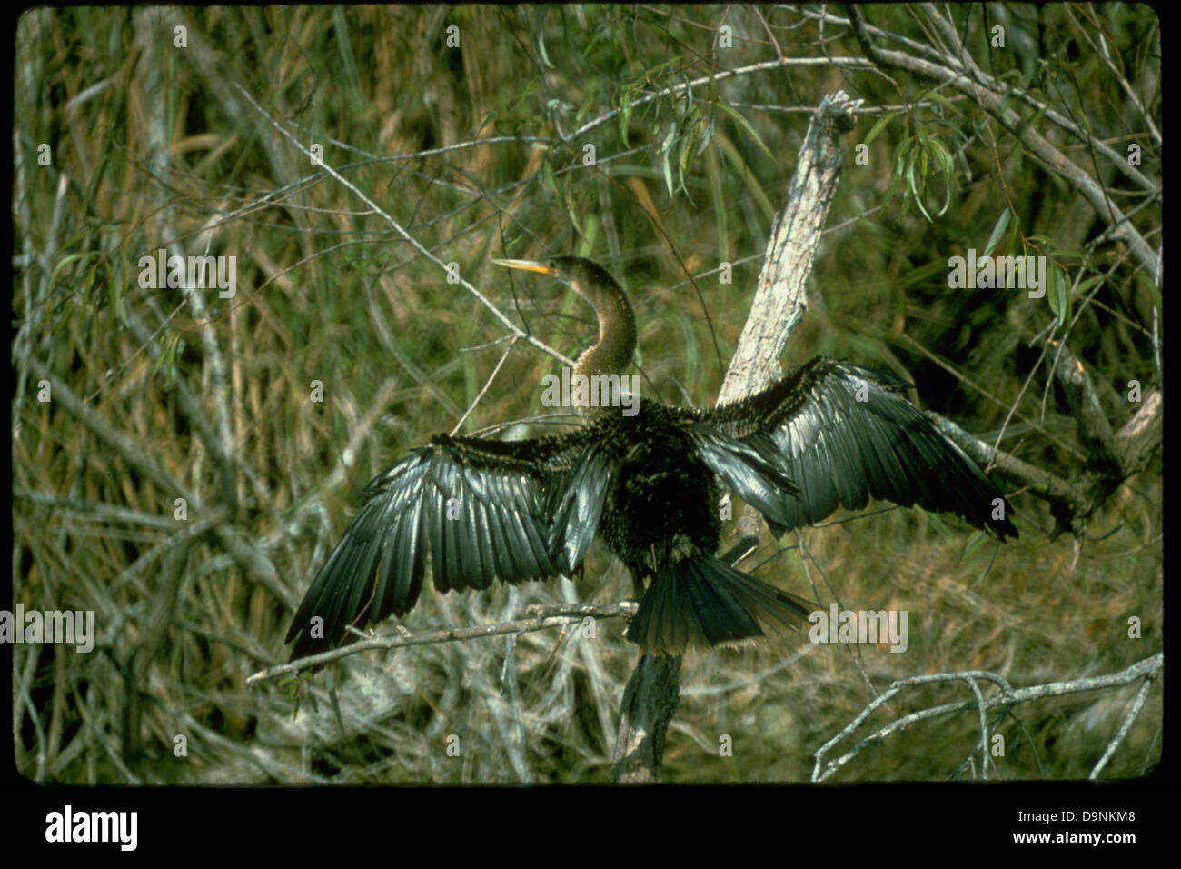 Everglades National Park in Florida is a unique wetland ecosystem, home ...
