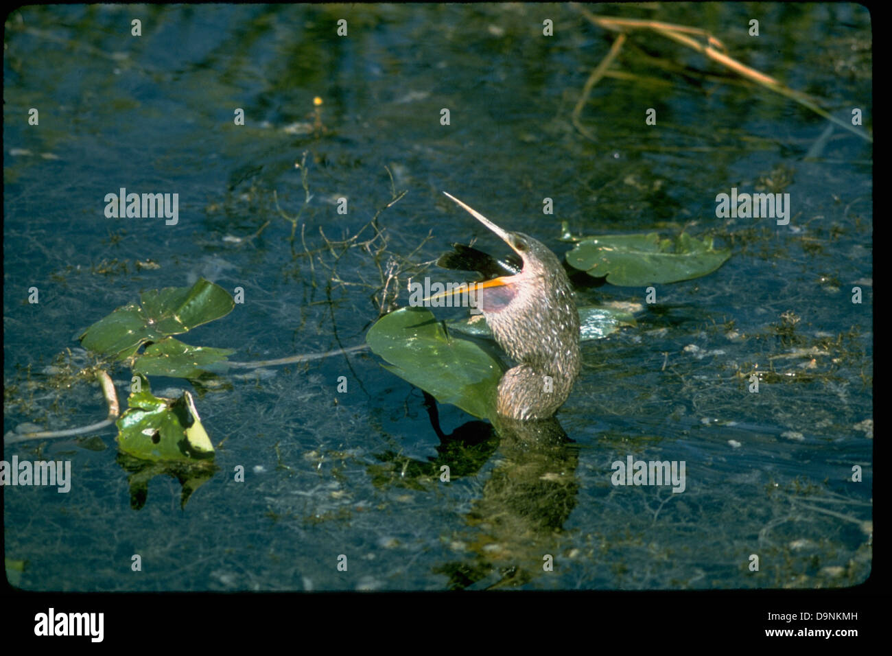 Everglades National Park in Florida is a unique ecosystem, featuring ...