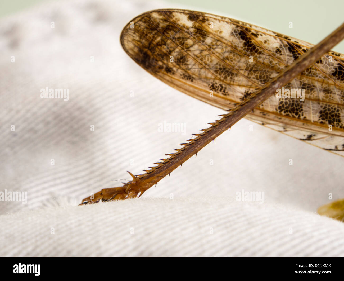 Spiny leg hi-res stock photography and images - Alamy
