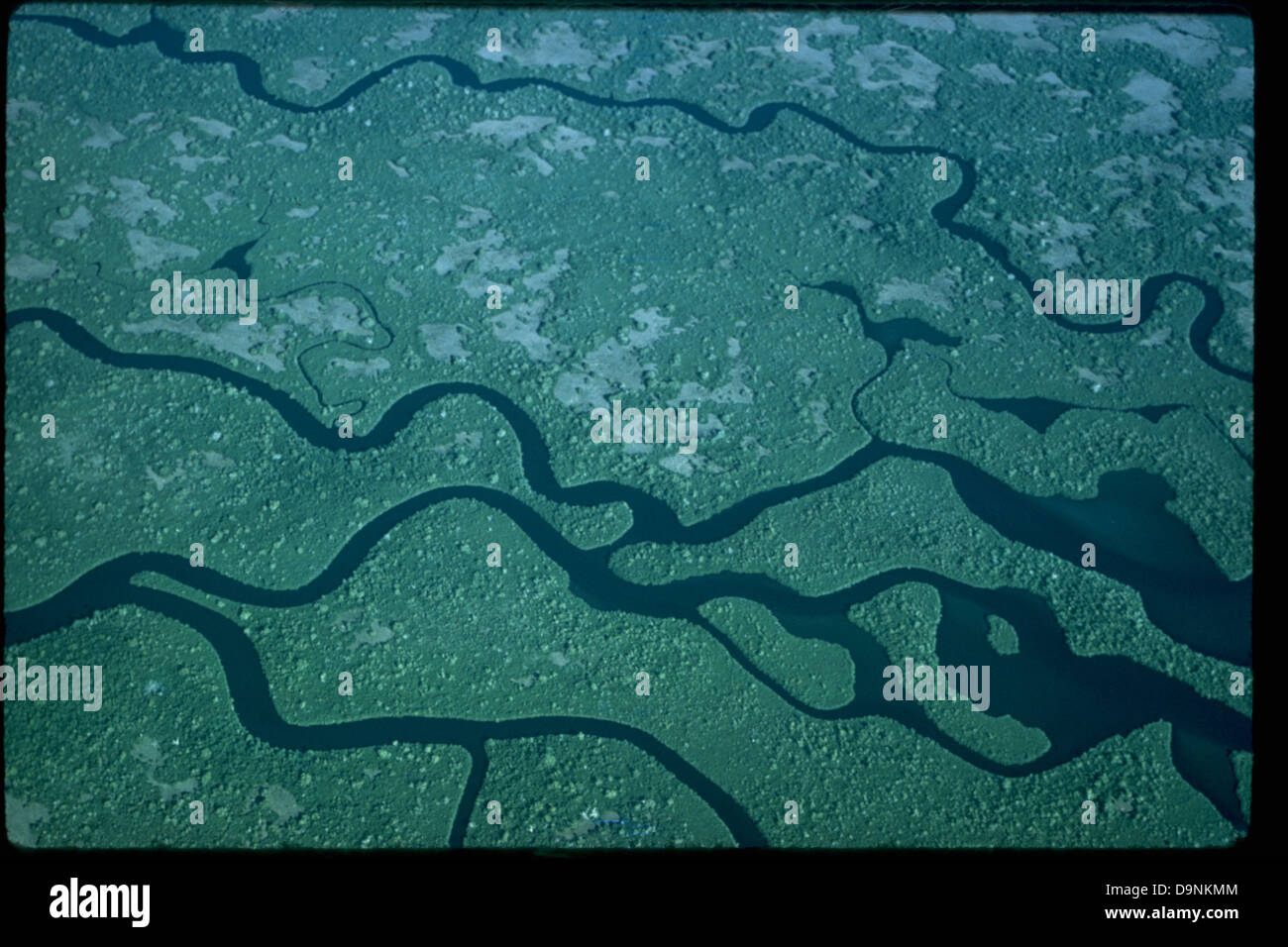 Everglades National Park in Florida is a unique ecosystem that features ...