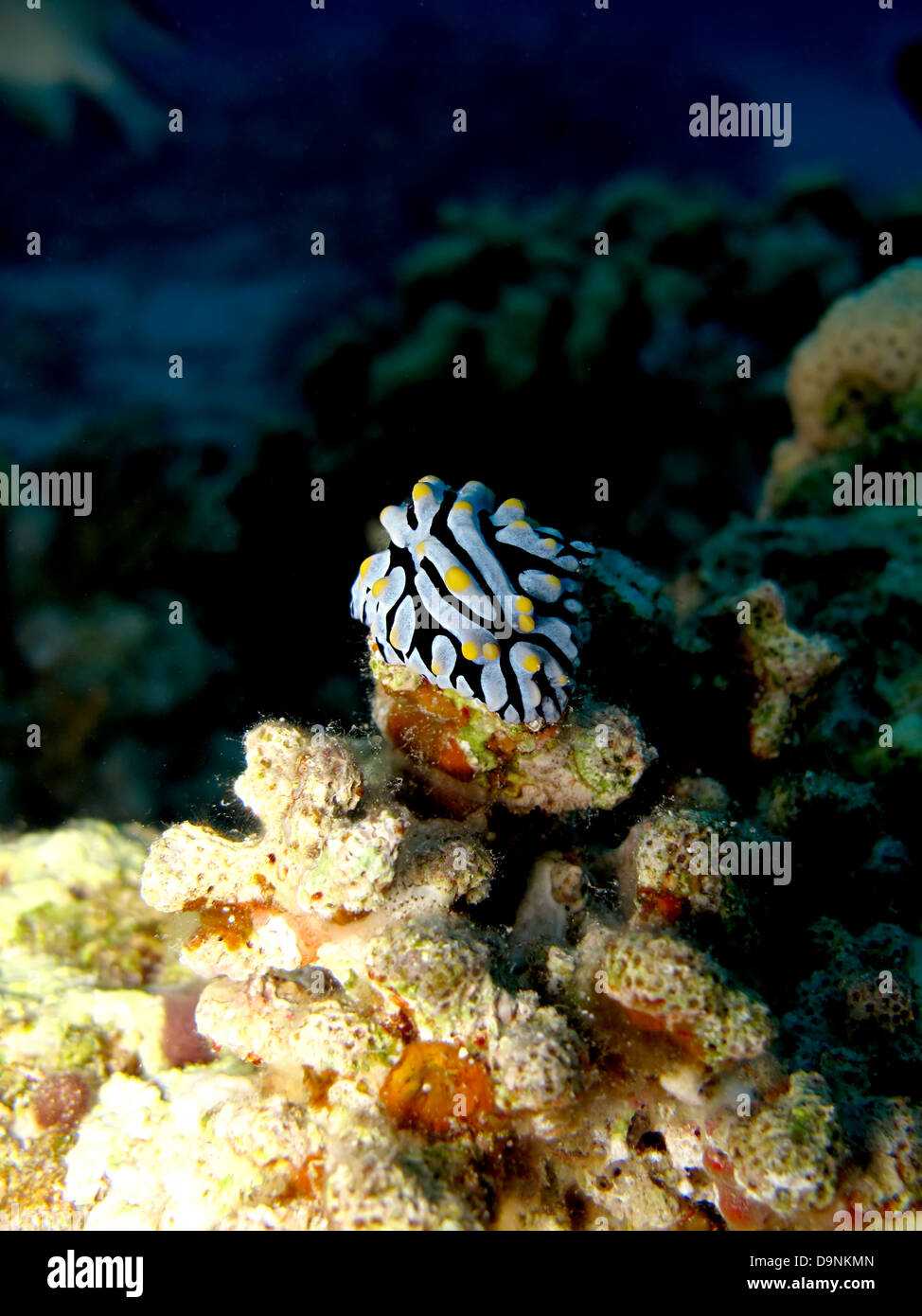 Varicose wart slug (Phyllidia varicosa). Red Sea, Egypt Stock Photo - Alamy
