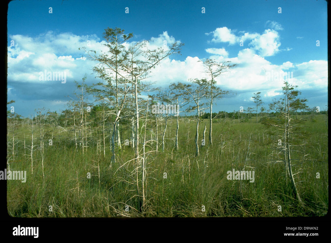 Everglades National Park, located in Florida, is a unique wetland ...