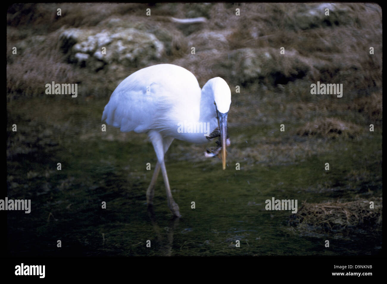 Everglades National Park in Florida is a unique wetland ecosystem, home ...