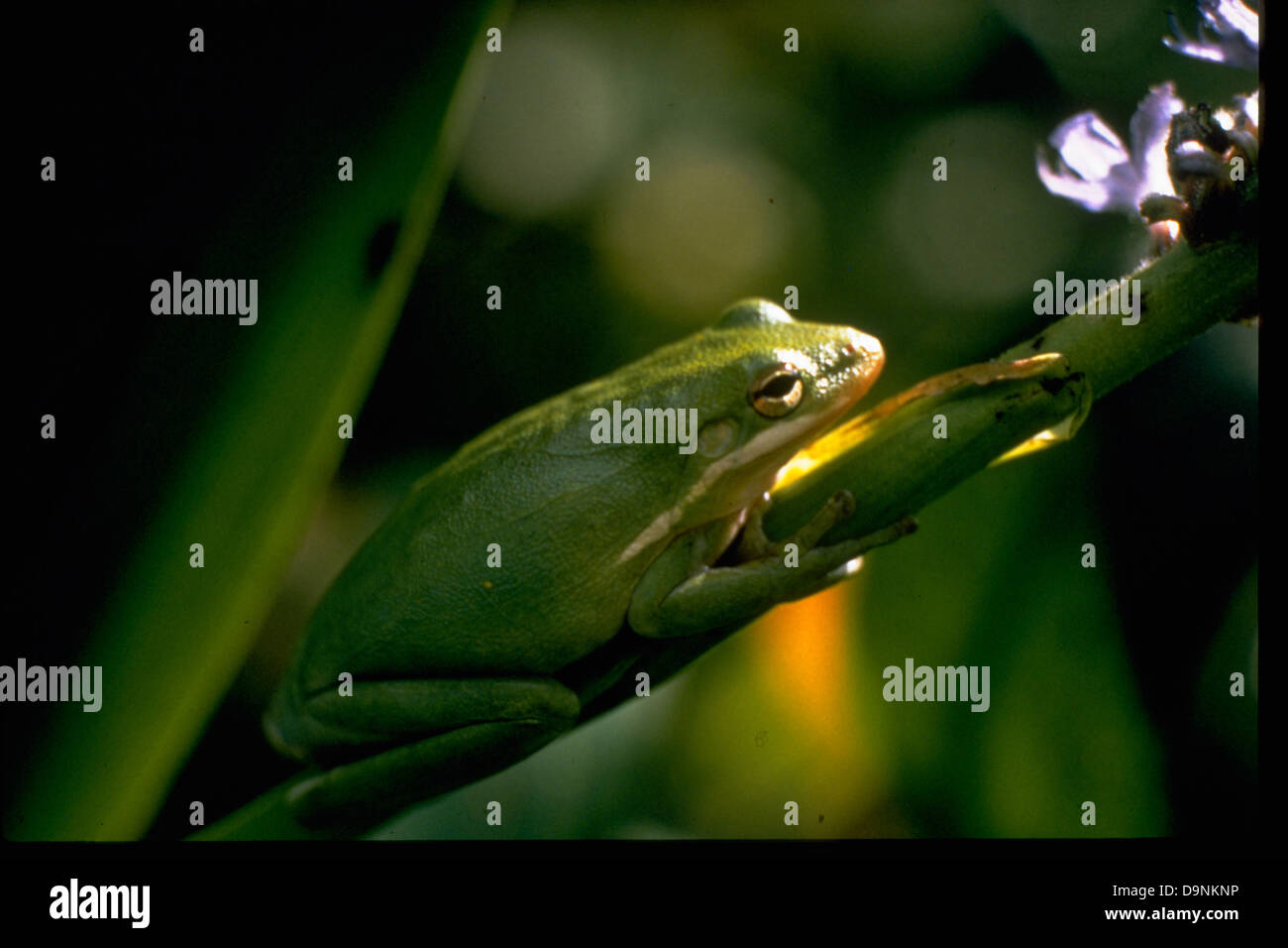 Everglades National Park in Florida is a vast wetland ecosystem known ...