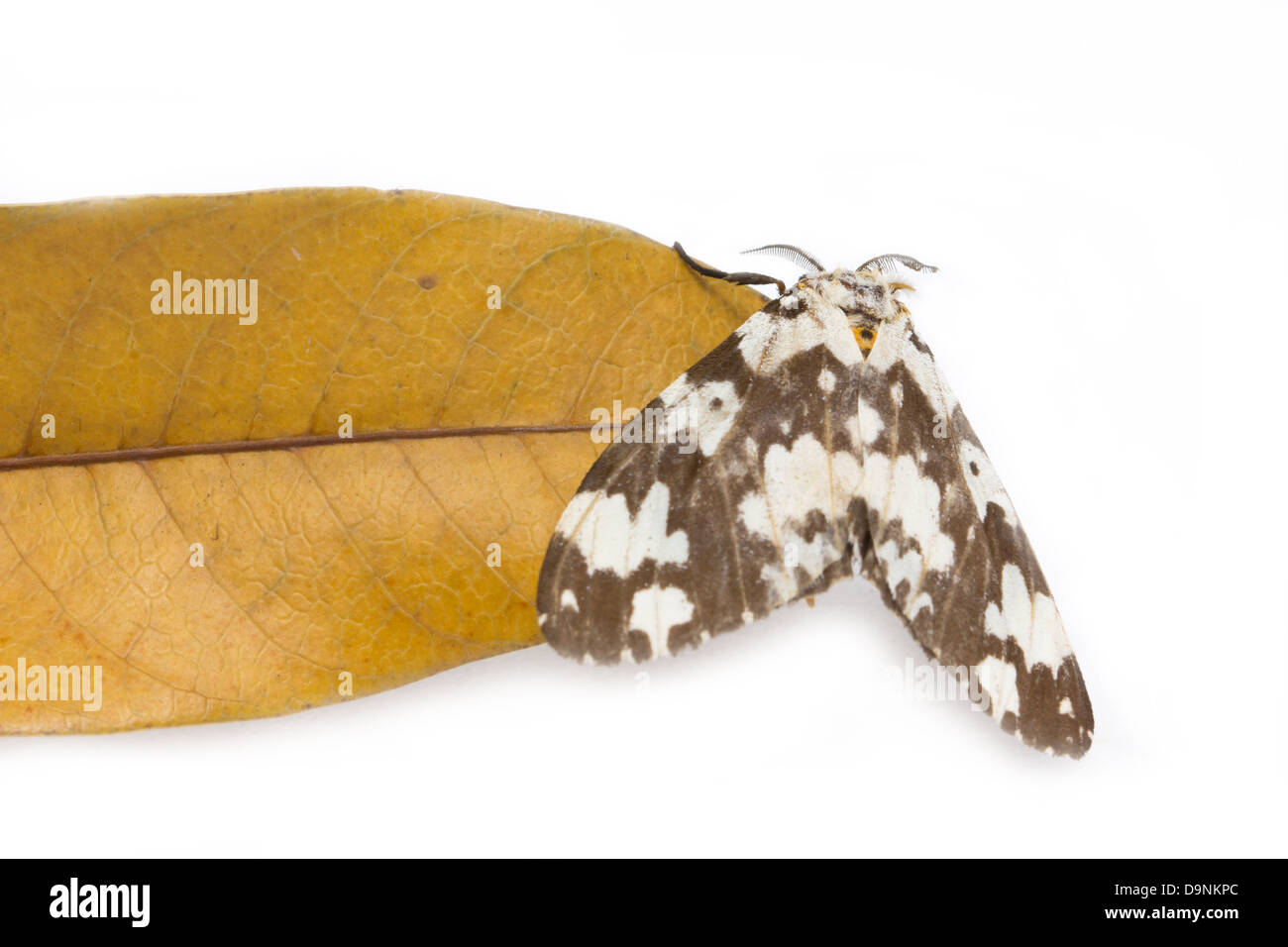 Mango fly hi-res stock photography and images - Alamy