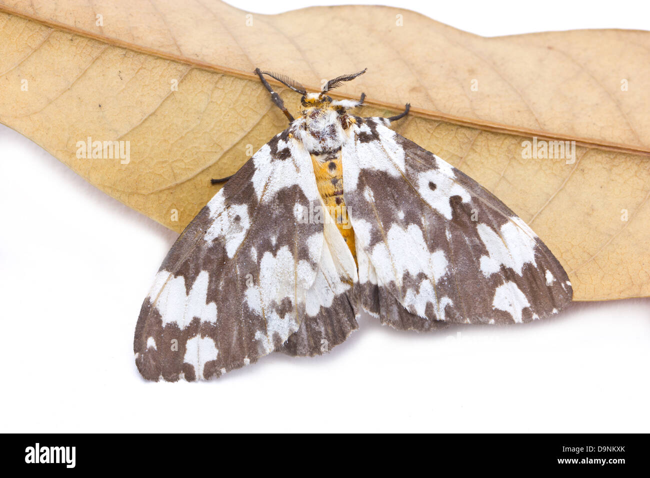 Tussock moth butterfly with dried mango leaf isolated on white ...