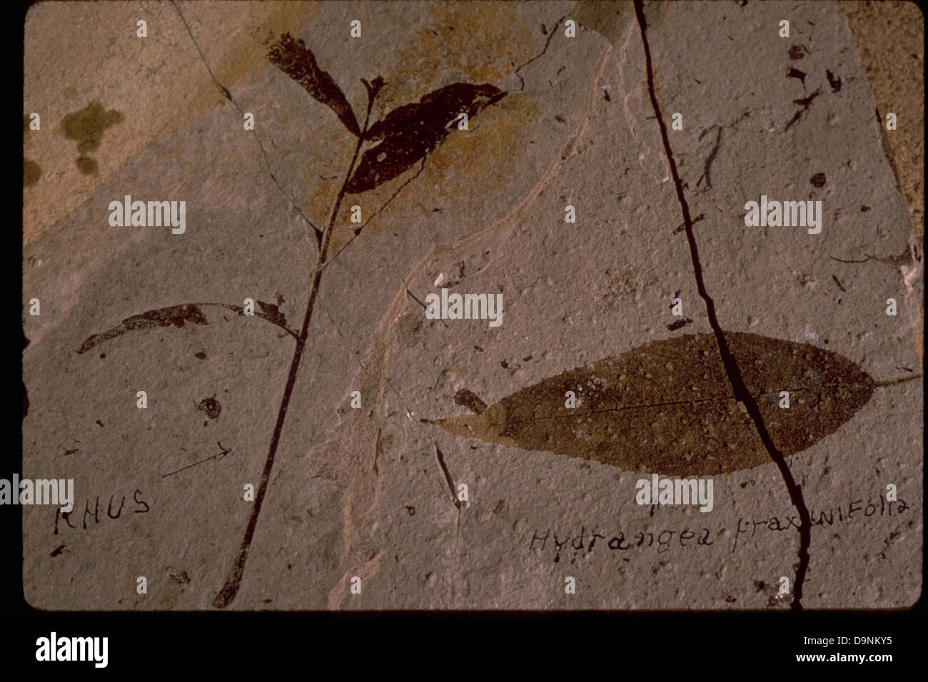 Florissant Fossil Beds National Monument in Colorado preserves one of ...