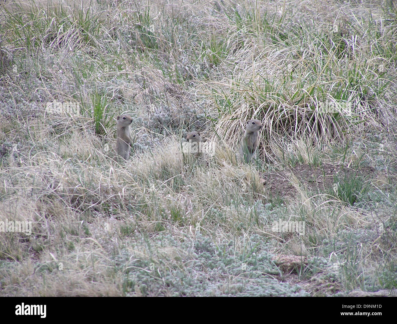 Florissant Fossil Beds National Monument in Colorado preserves an ...