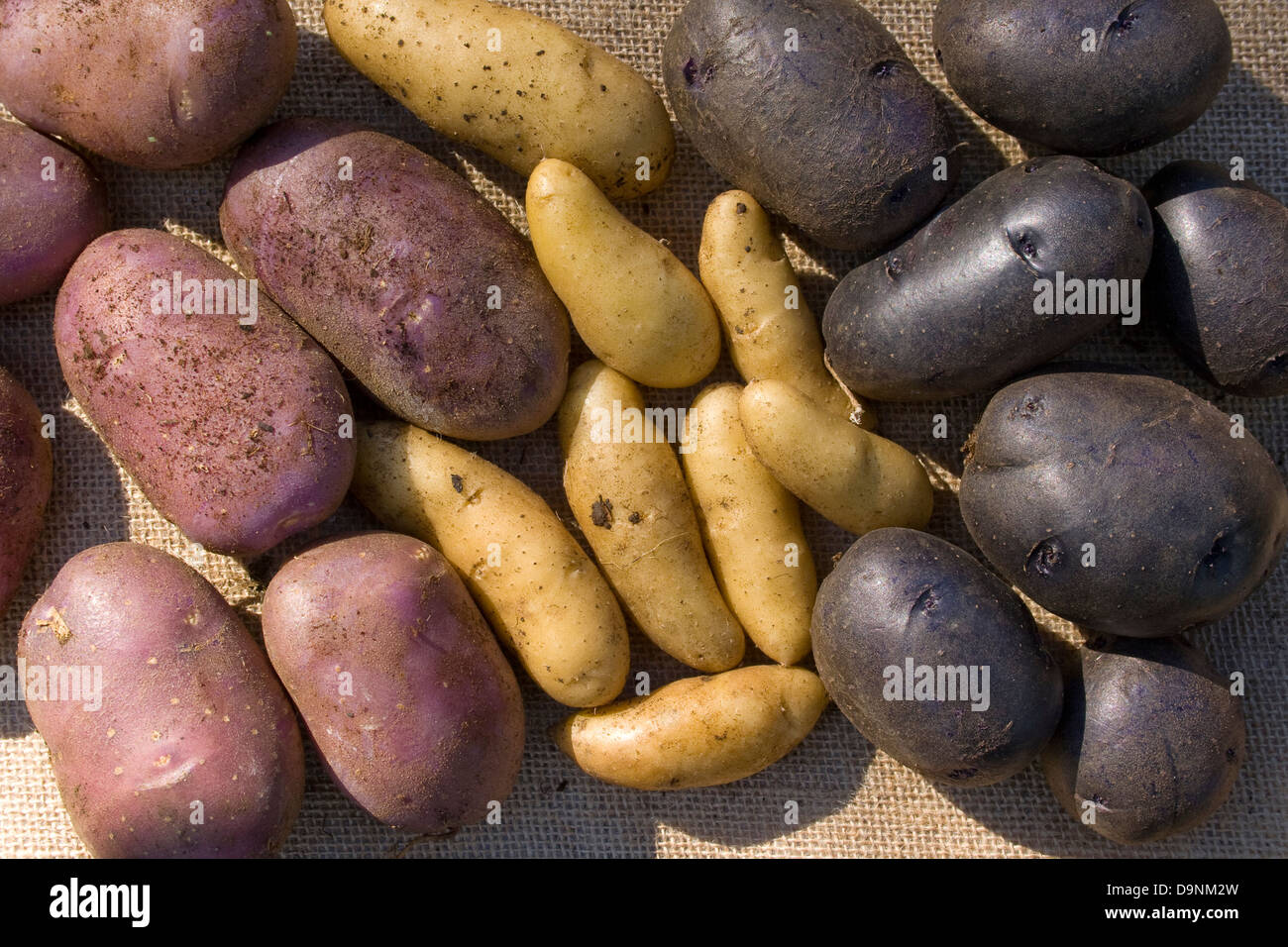 Potato varieties hi-res stock photography and images - Alamy