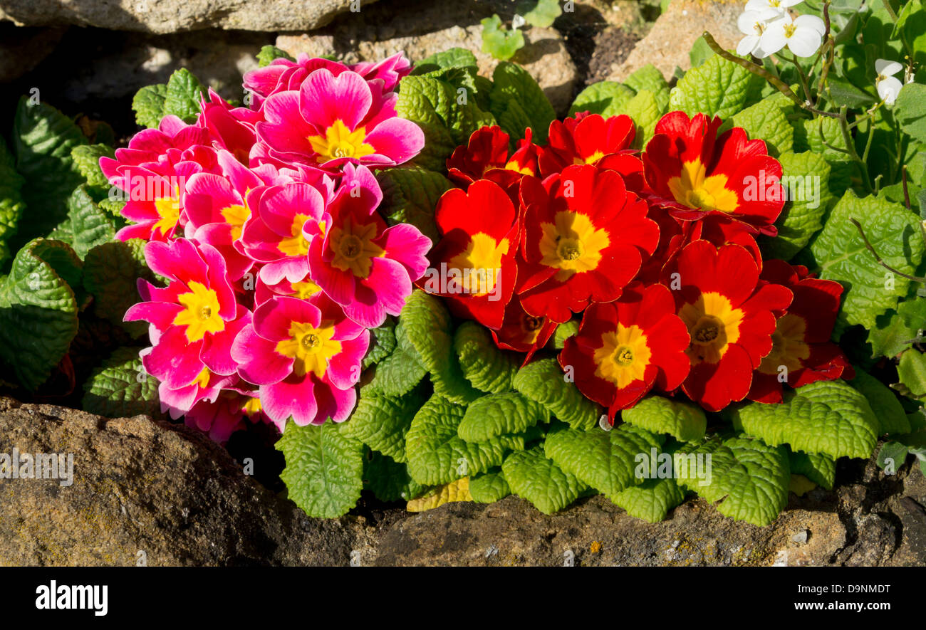 Spring border flowers uk hi-res stock photography and images - Alamy