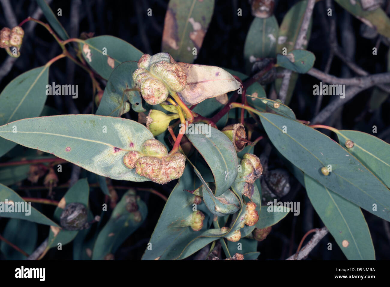 Psyllid hi-res stock photography and images - Alamy