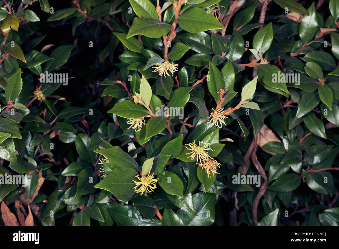 Witch hazel plant hi-res stock photography and images - Alamy