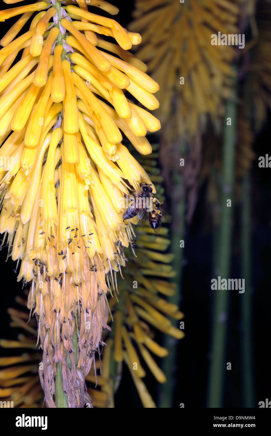 Honey Bees [Apis mellifera] collecting pollen from Torch lily/ Poker ...