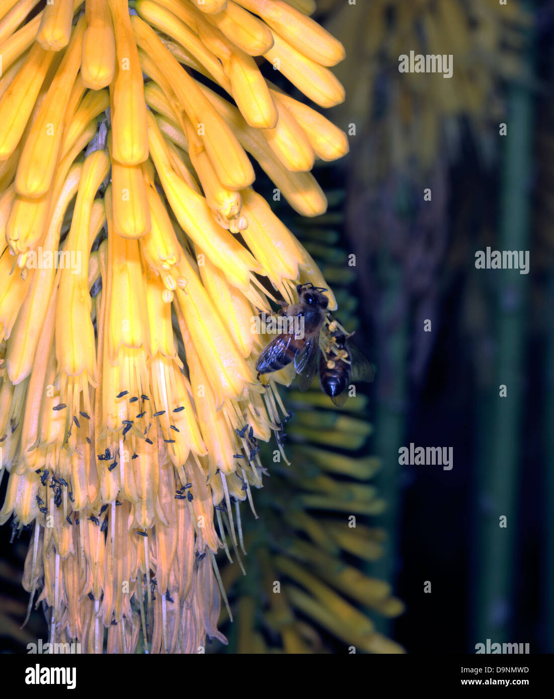 Honey Bees [Apis mellifera] collecting pollen from Torch lily/ Poker ...