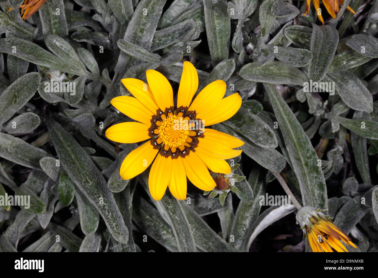 African daisy arctotis hi-res stock photography and images - Alamy