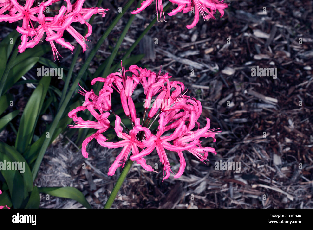 Guernsey lily nerine sarniensis hi-res stock photography and images - Alamy