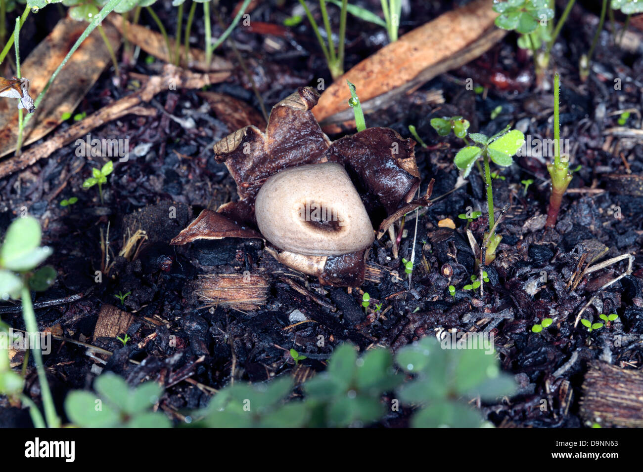 Involucre hi-res stock photography and images - Alamy