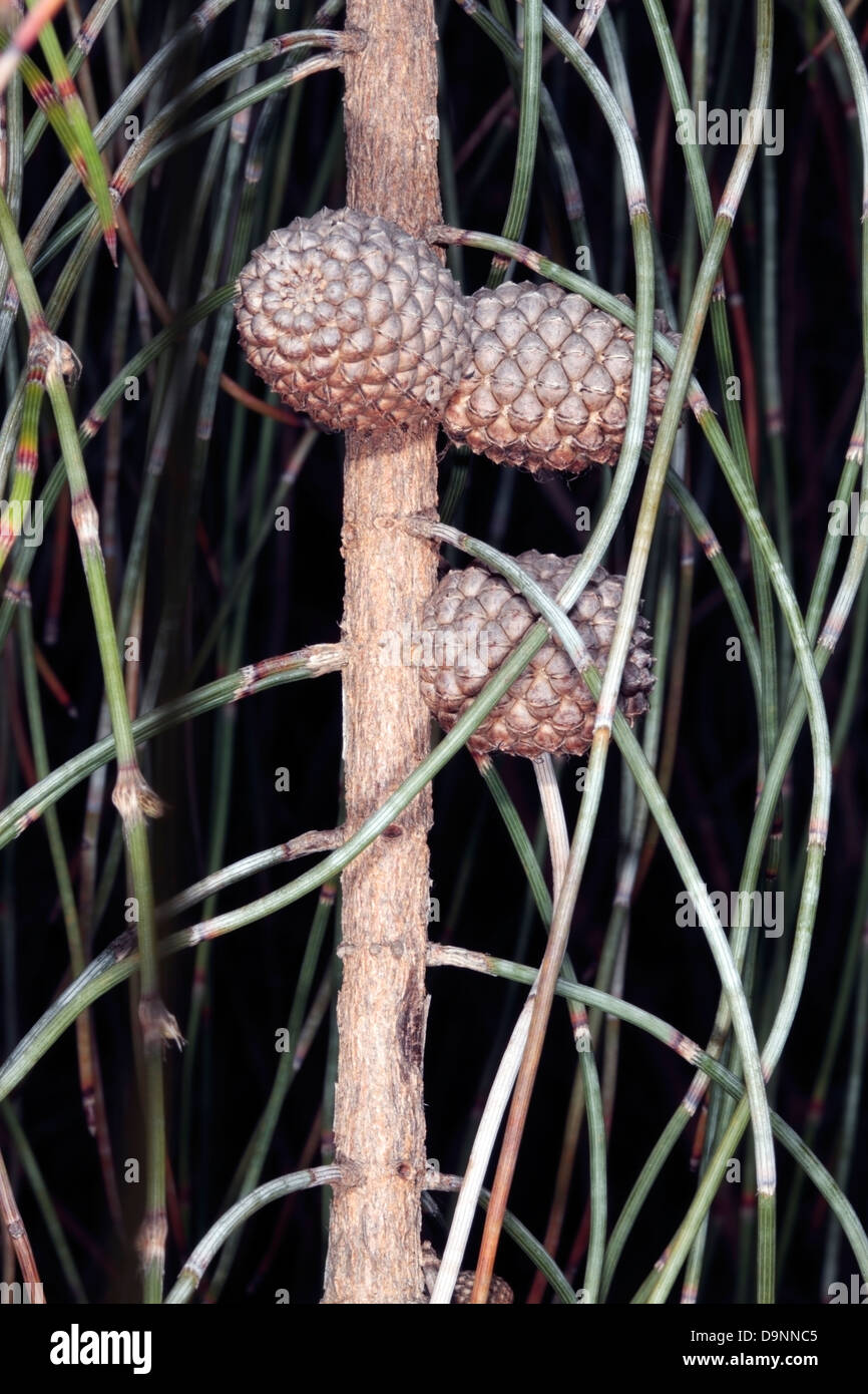Australian native fruits hi-res stock photography and images - Alamy