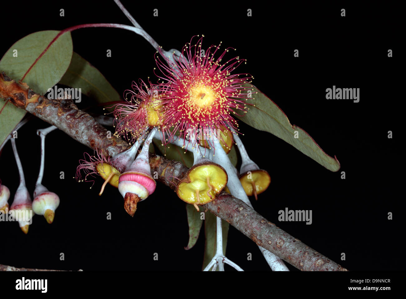 Close-up of flowers of Gungurru/Silver Princess/ Caesia- Eucalyptus ...