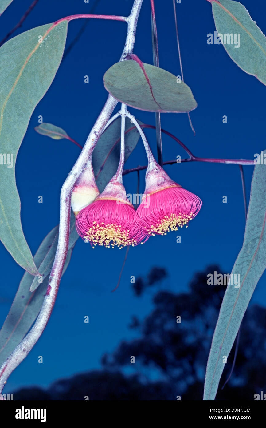 Eucalyptus silver princess hi-res stock photography and images - Alamy