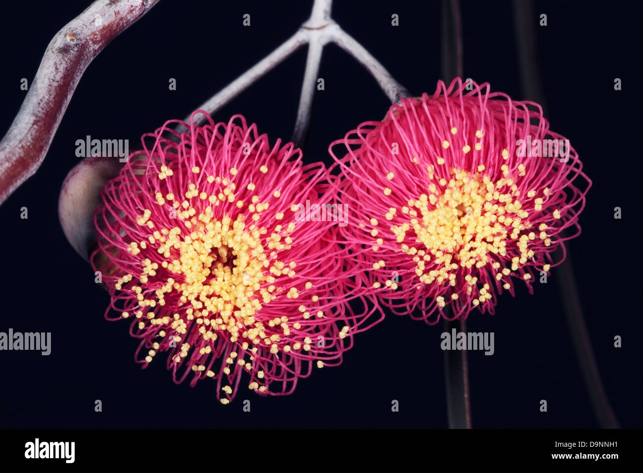 Close-up of flowers of Gungurru/Silver Princess/ Caesia- Eucalyptus ...