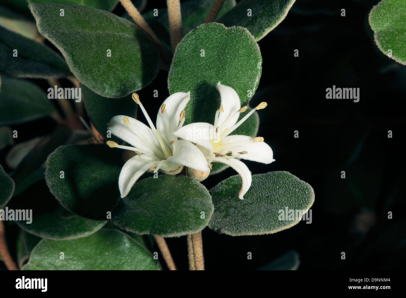Correa flowers hi-res stock photography and images - Alamy