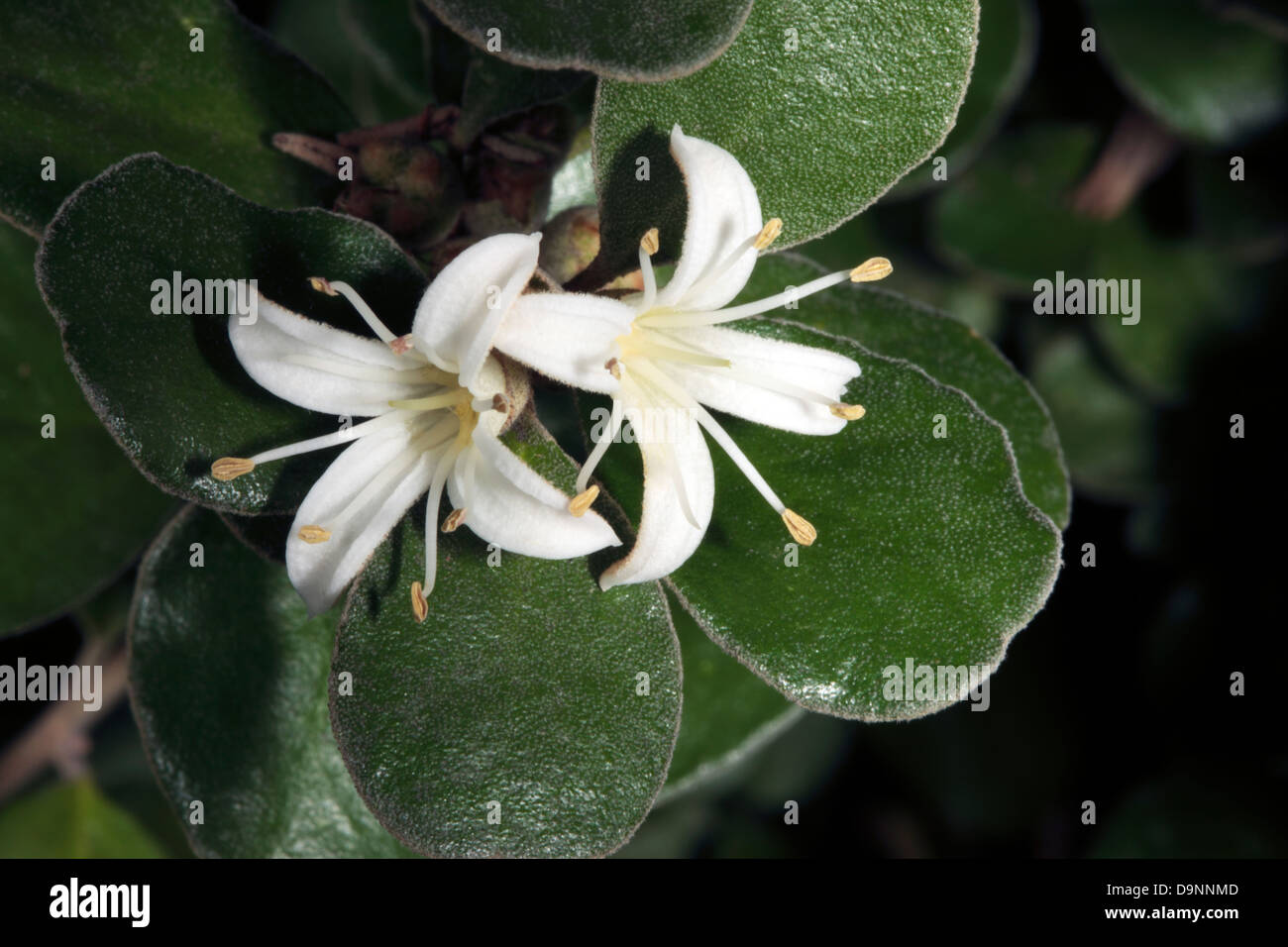 Close-up of White Correa/ Correa alba- Family Rutaceae Stock Photo - Alamy