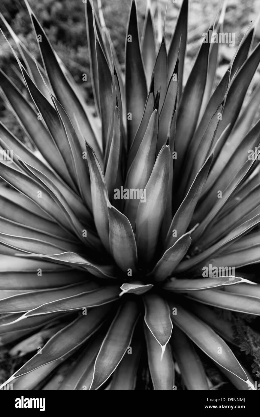 black and white agave plant Stock Photo - Alamy