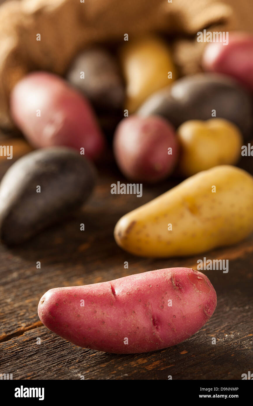 raw organic fingerling potato medley against a background Stock Photo ...
