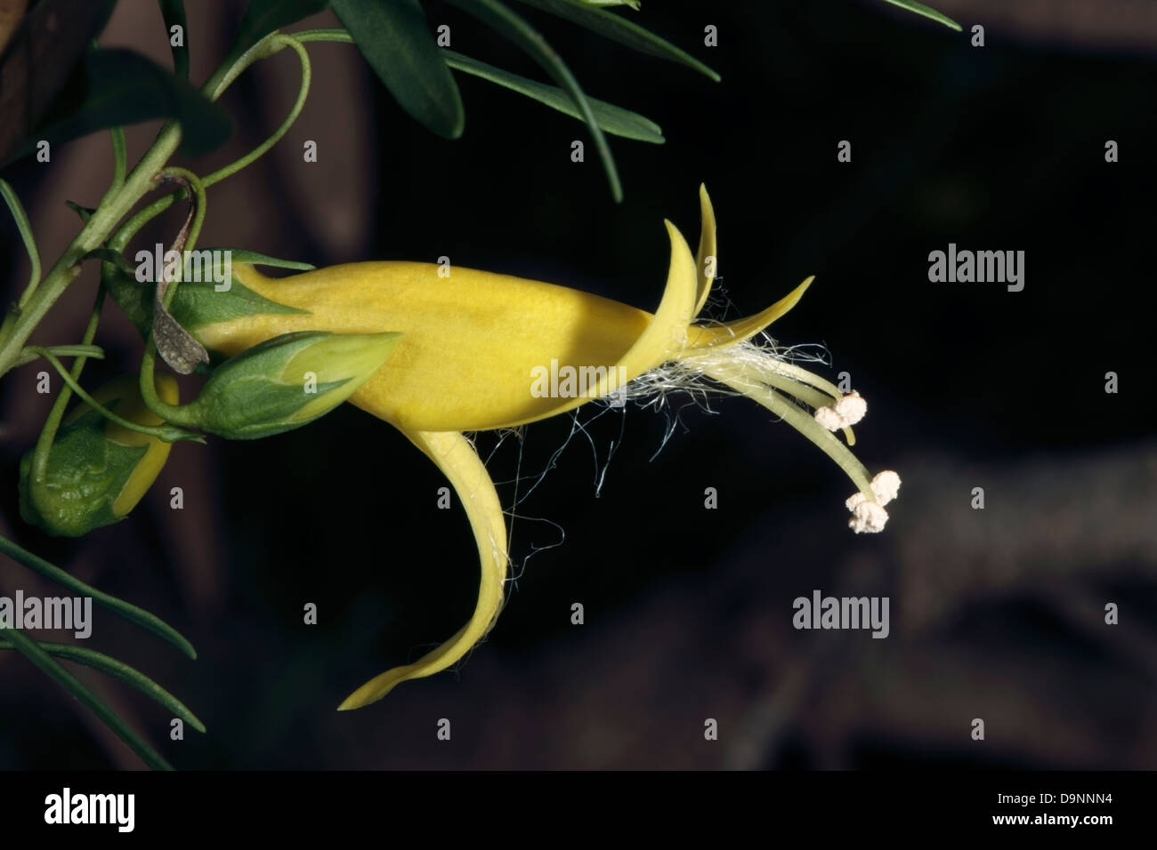 Emu bush hi-res stock photography and images - Alamy