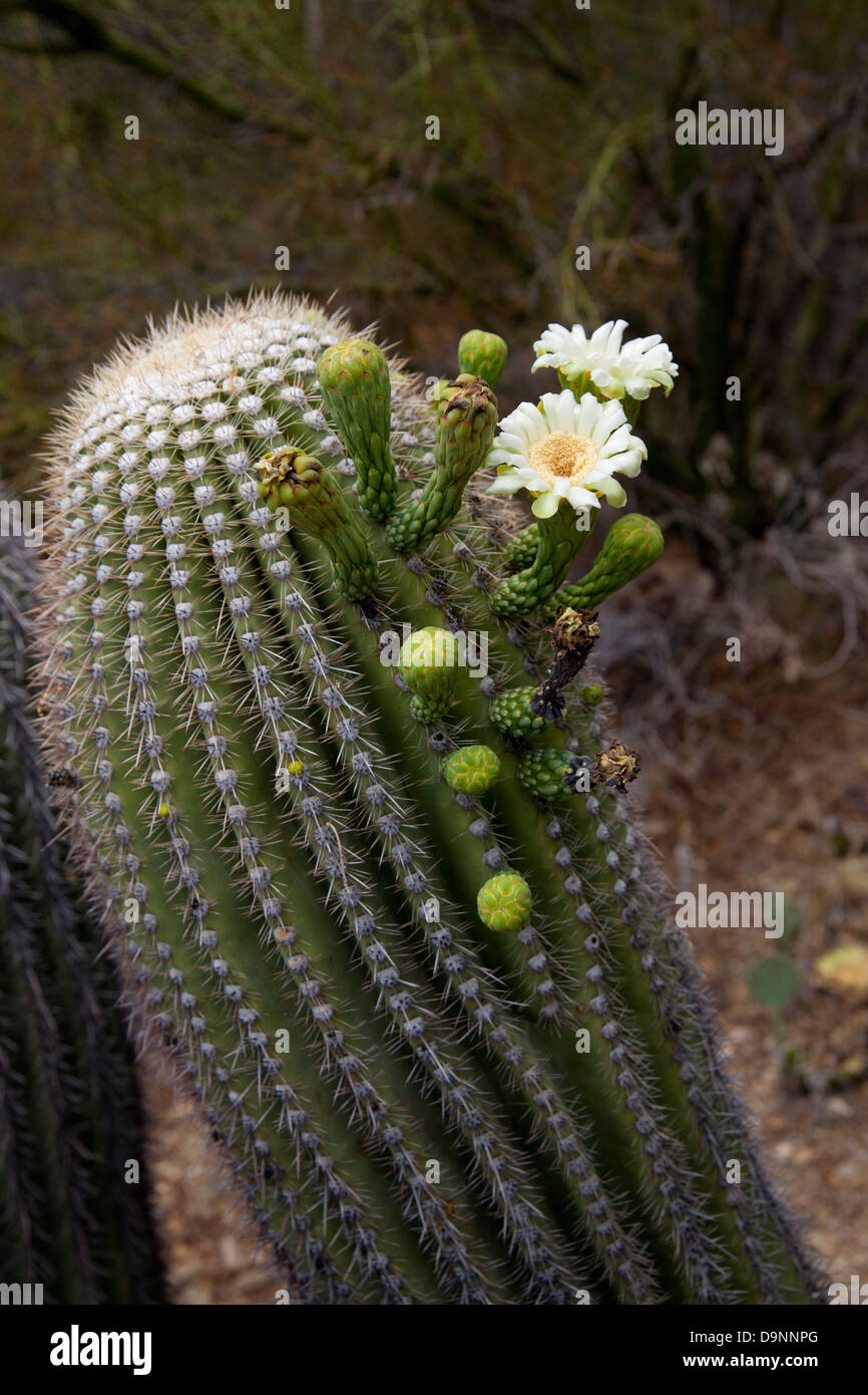 Saguaro flowers hi-res stock photography and images - Alamy