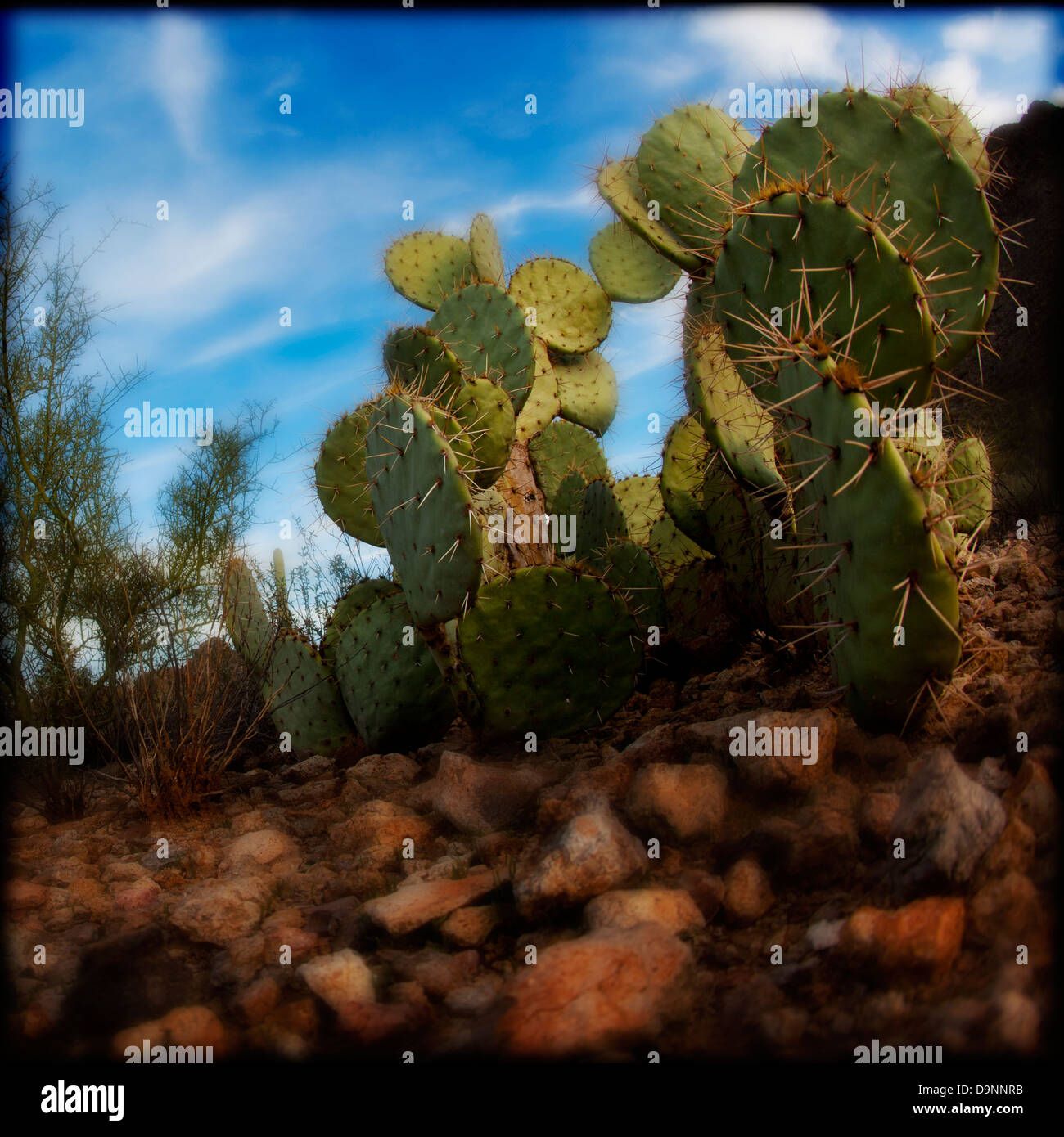 Desert floor low hi-res stock photography and images - Alamy