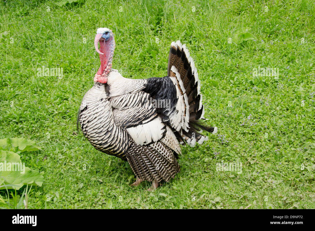 New York, Cooperstown, Farmers' Museum. Domestic tom turkey, courtship ...
