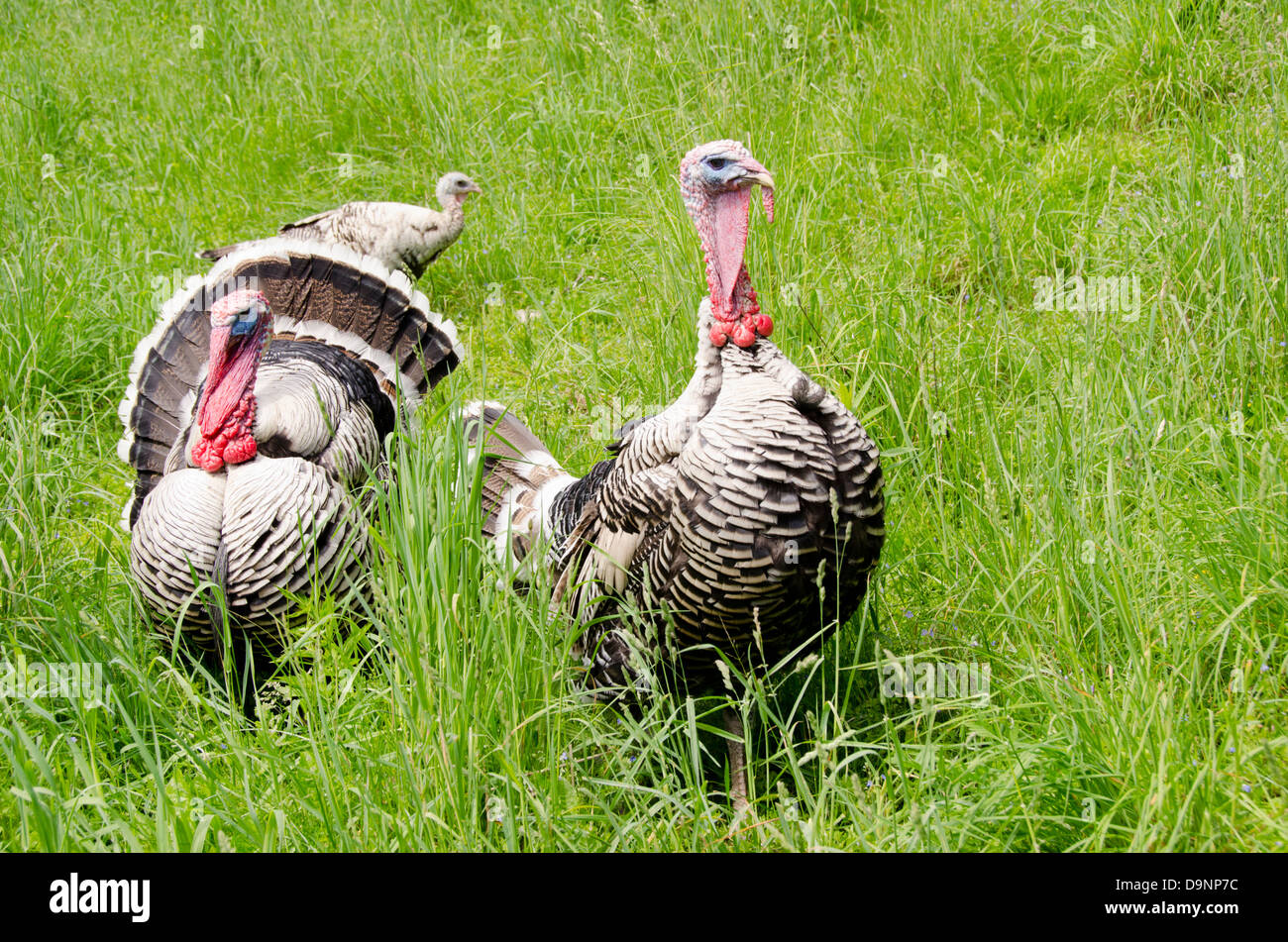 New York, Cooperstown, Farmers' Museum. Domestic tom and hen turkeys ...
