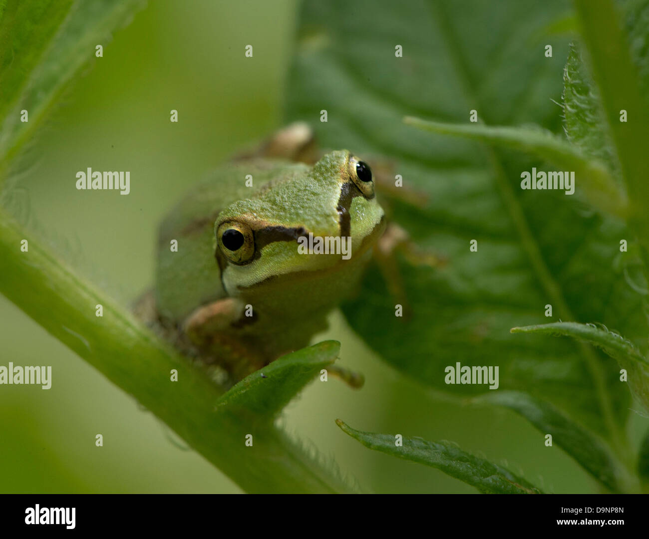 Pacific tree frogs hi-res stock photography and images - Alamy