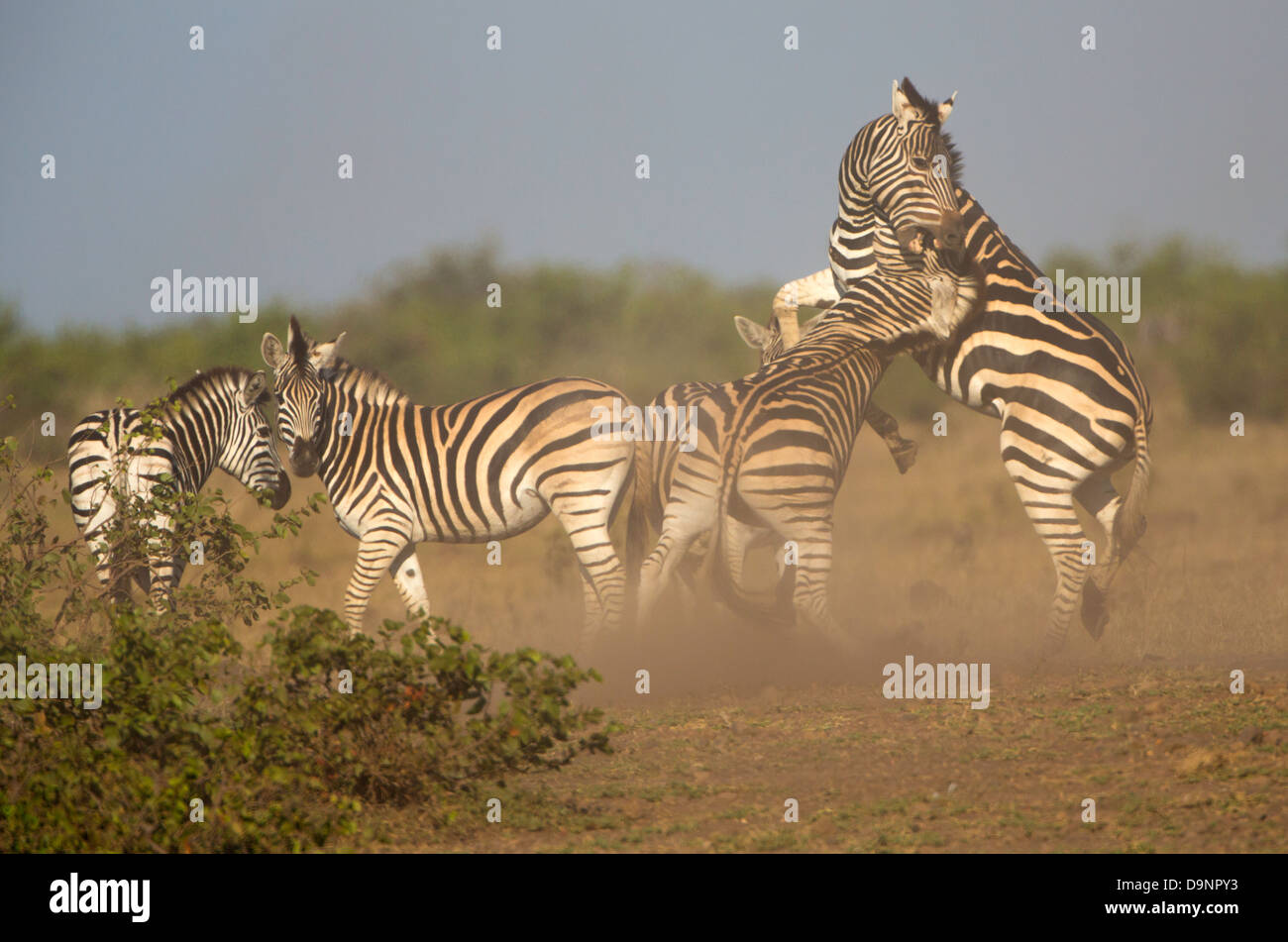 zebra fight at waterhole in kruger national park Stock Photo - Alamy