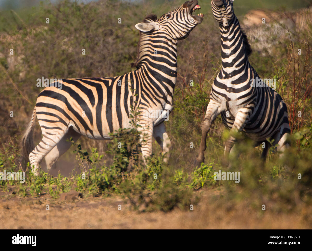 zebra fight at waterhole in kruger national park Stock Photo - Alamy
