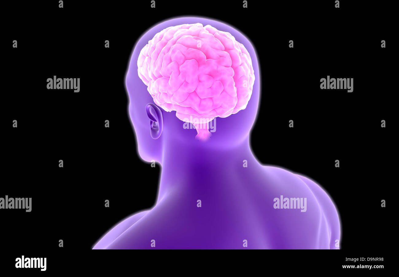Posterior view of the brain hi-res stock photography and images - Alamy