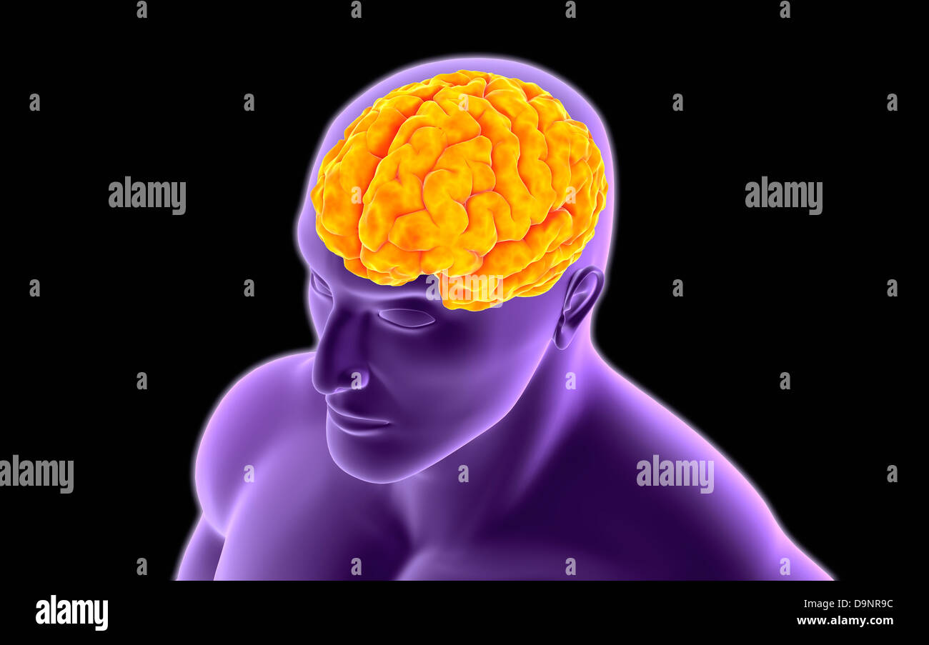 Conceptual image of human brain Stock Photo - Alamy