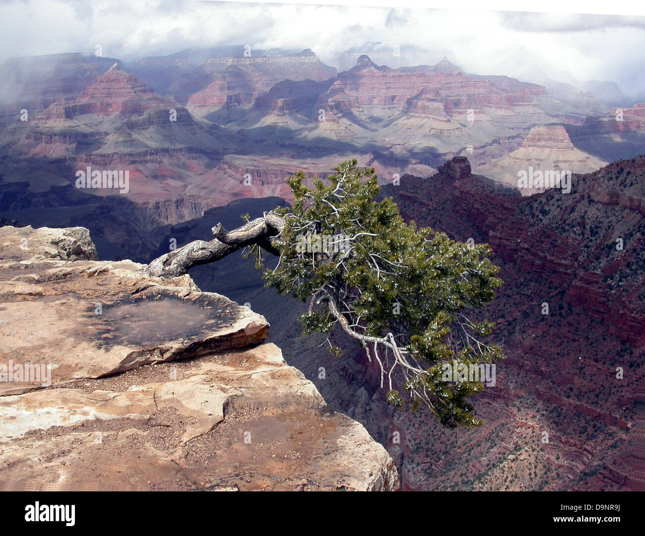 A lone tree stands resilient atop a cliff in Grand Canyon National Park ...