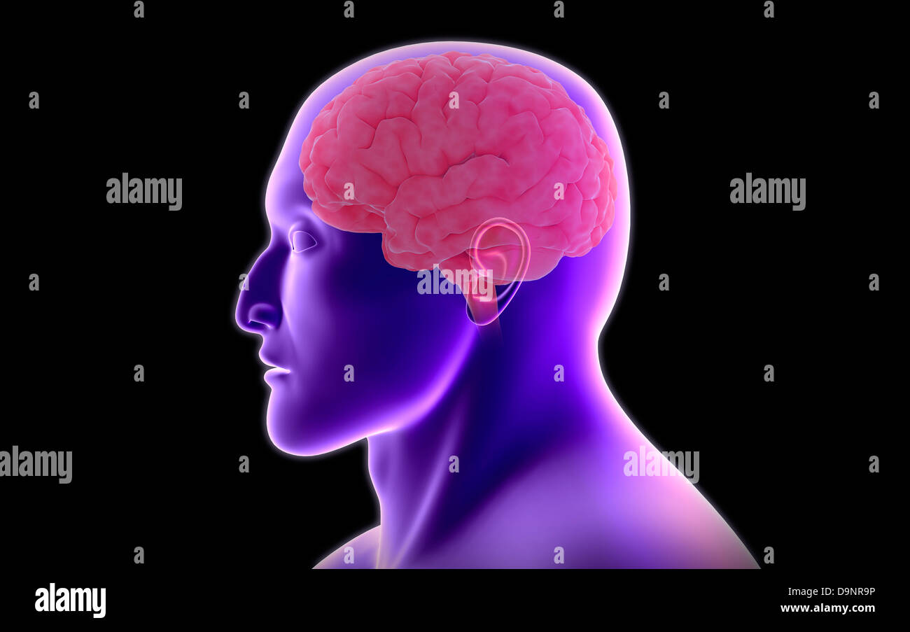 Conceptual image of human brain Stock Photo - Alamy