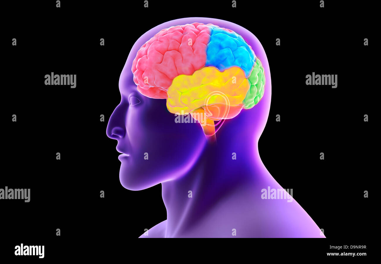 Conceptual image of human brain Stock Photo - Alamy